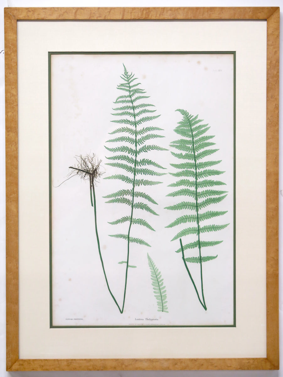 Thomas Moore (British, 1821-1887), Two Nature-printed Plates of Ferns ...