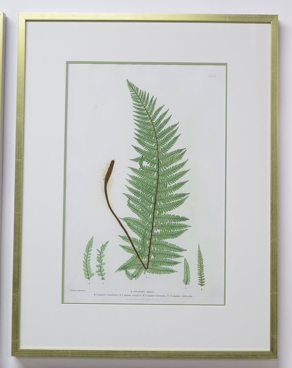 Six ''Nature Printed'' Ferns by Henry Bradbury (English, 1821-1887 ...