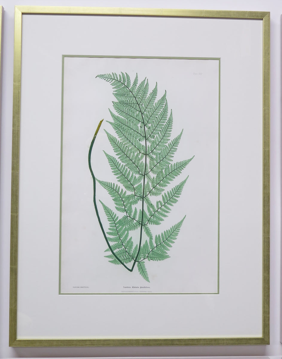 Six ''Nature Printed'' Ferns by Henry Bradbury (English, 1821-1887 ...